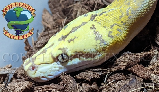 25% Jampea Dwarf Purple Motley Goldenchild Reticulated Python by Cold ...