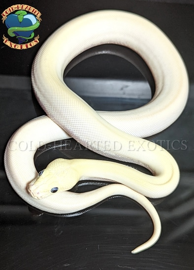 Enigma Line Ivory Poss Granite Burmese Python by Cold-Hearted Exotics
