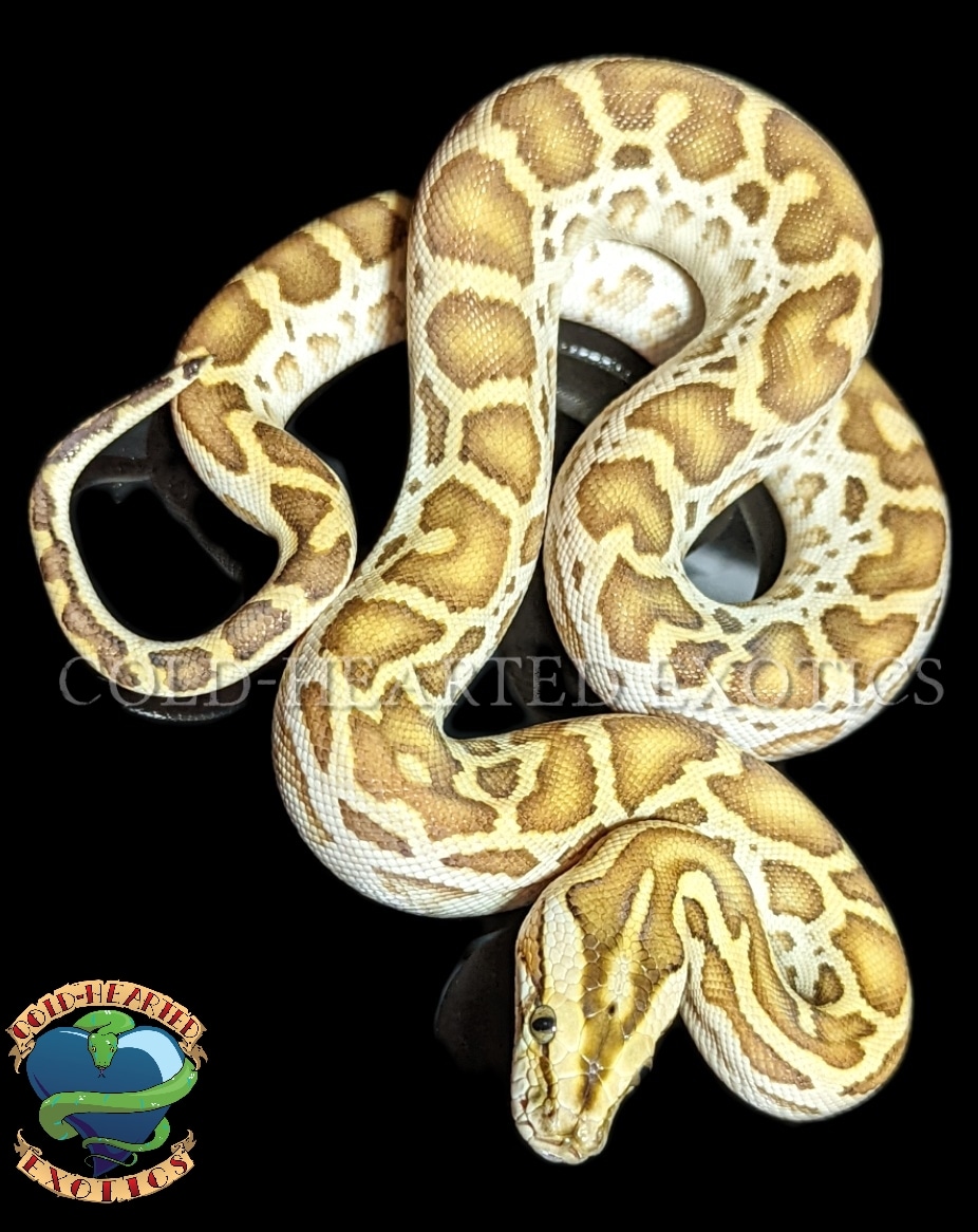Enigma Line Hypo Burmese Python by Cold-Hearted Exotics - MorphMarket