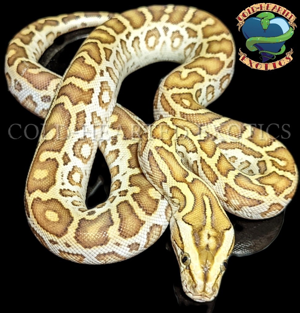 Enigma Line Hypo Burmese Python by Cold-Hearted Exotics - MorphMarket