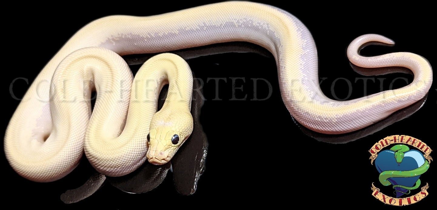 Enigma Line Ivory Poss Granite Burmese Python by Cold-Hearted Exotics ...
