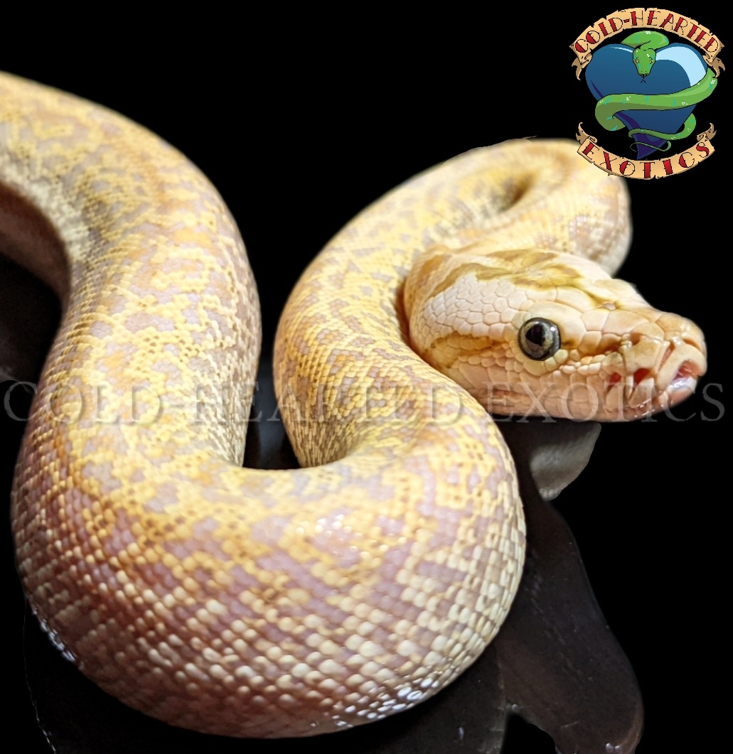 Enigma Line Hypo Granite Burmese Python by Cold-Hearted Exotics ...