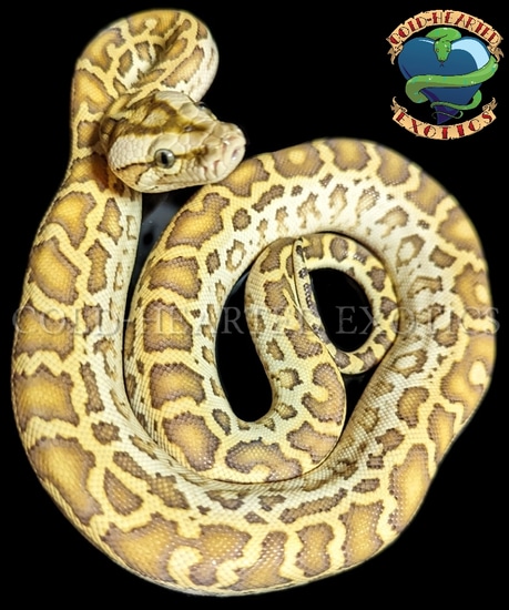 Enigma Line Hypo Paradox Burmese Python by Cold-Hearted Exotics