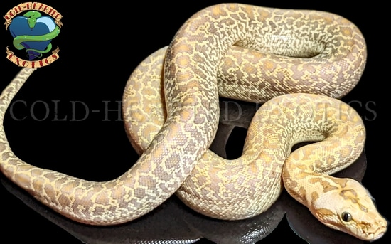 Enigma Line Hypo Granite Burmese Python by Cold-Hearted Exotics