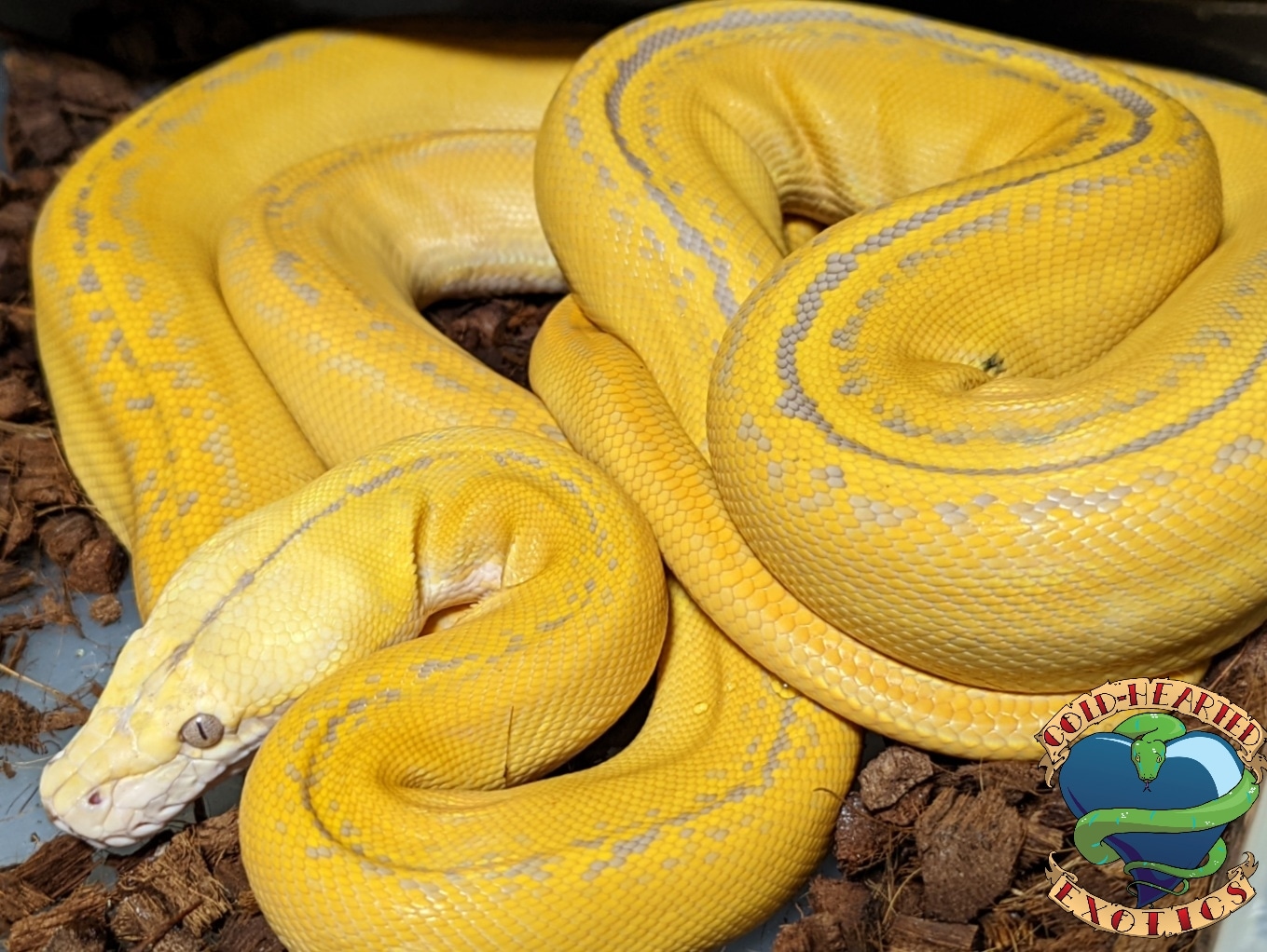 25% Jampea Dwarf Purple Goldenchild Tiger Reticulated Python by Cold ...