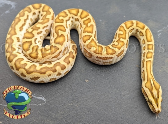 Enigma Line Hypo Paradox Burmese Python by Cold-Hearted Exotics
