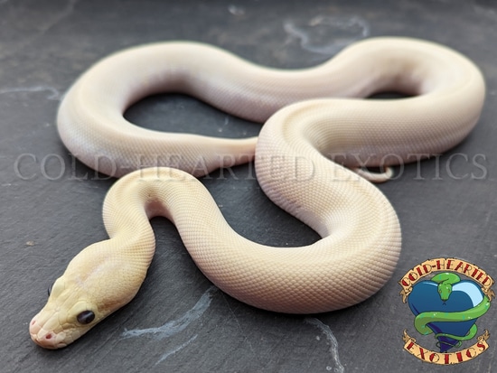Enigma Line Ivory Poss Granite Burmese Python by Cold-Hearted Exotics