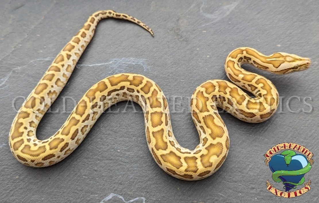 Enigma Line Hypo Burmese Python by Cold-Hearted Exotics - MorphMarket