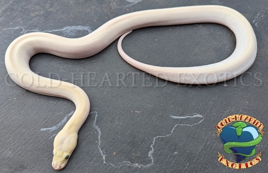 Enigma Line Ivory Poss Granite Burmese Python by Cold-Hearted Exotics