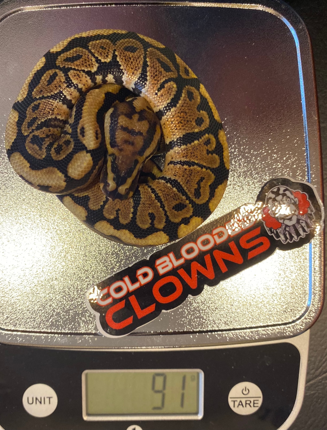Spotnose Het Clown Ball Python by Cold Blooded Clowns - MorphMarket