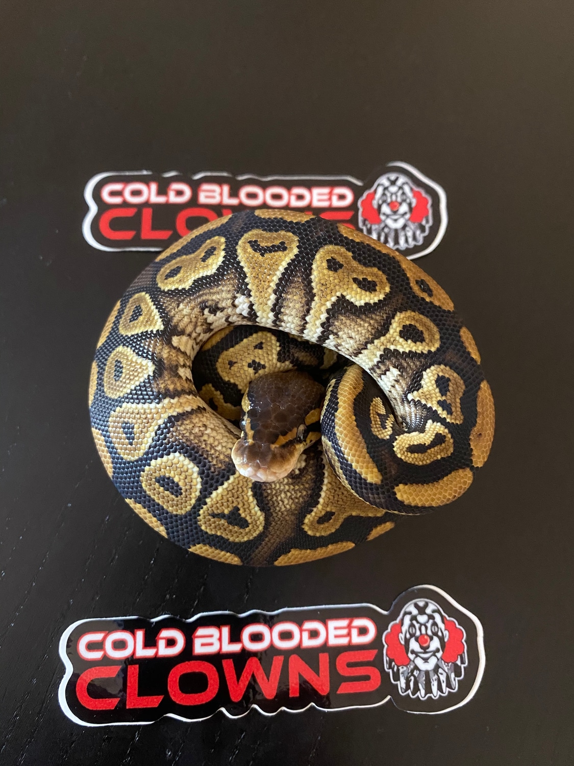 Bongo, 100% Het Clown Ball Python by Cold Blooded Clowns - MorphMarket
