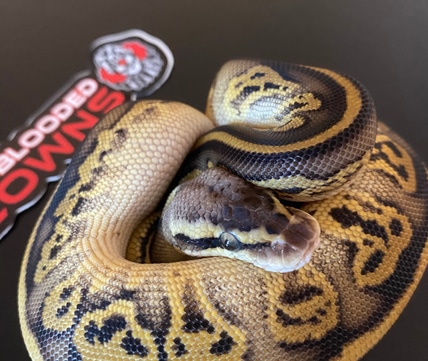 Bamboo Clown Ball Python by Cold Blooded Clowns - MorphMarket