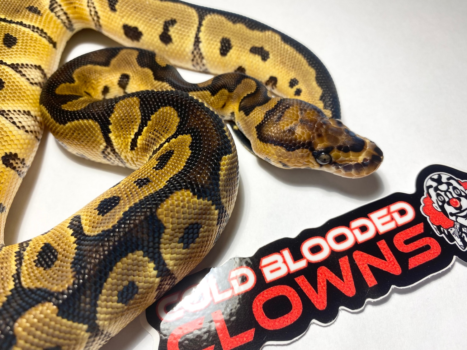 Vanilla Clown Ball Python by Cold Blooded Clowns - MorphMarket