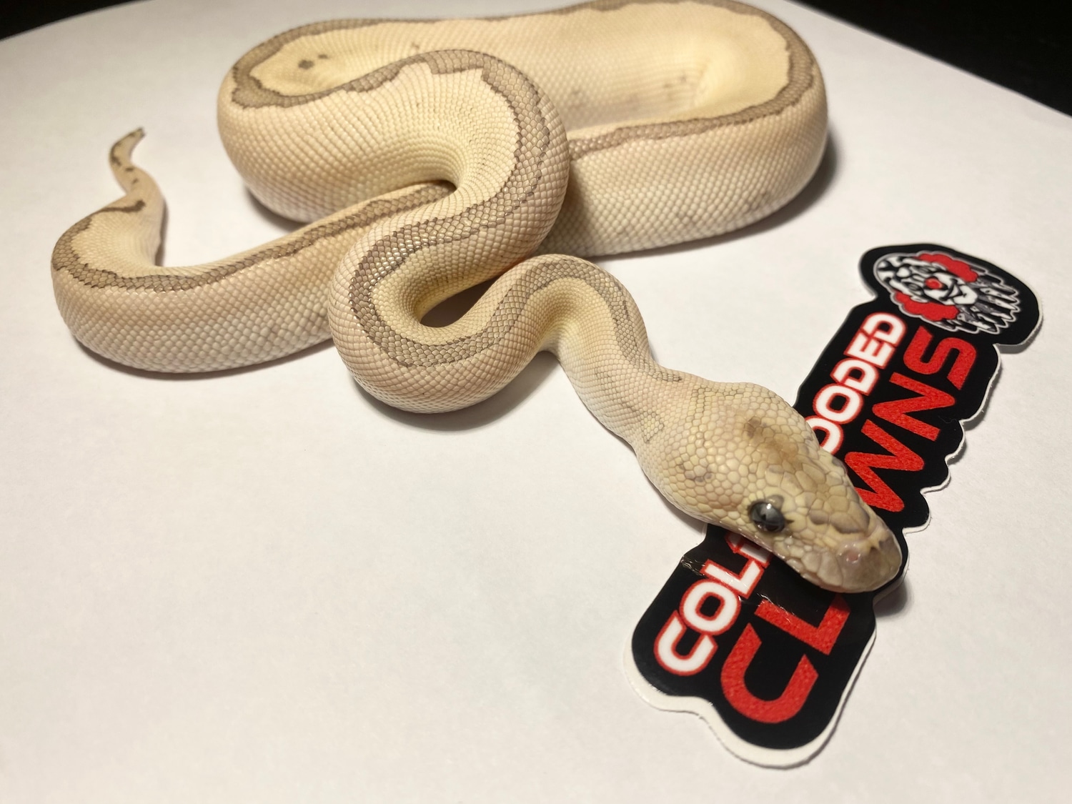 Bamboo Leopard Clown Ball Python by Cold Blooded Clowns - MorphMarket