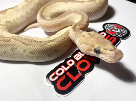 Bamboo Clown Ball Python by Cold Blooded Clowns - MorphMarket