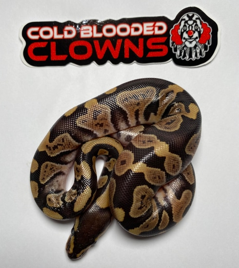 Wookie 100% Het Clown Ball Python by Cold Blooded Clowns