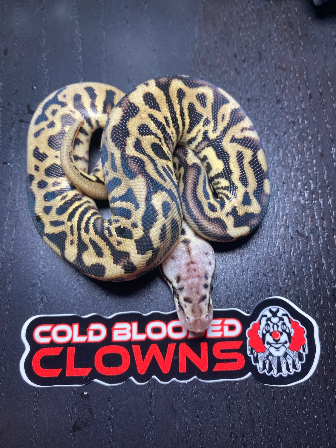 Pastel, Leopard, Spotnose, 100% Het Clown Ball Python by Cold Blooded ...