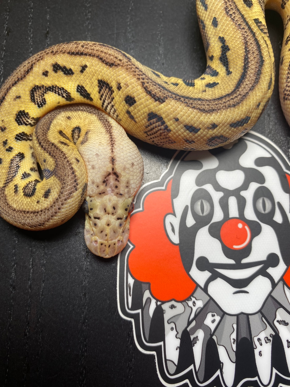 Pastel Batman Ball Python by Cold Blooded Clowns - MorphMarket