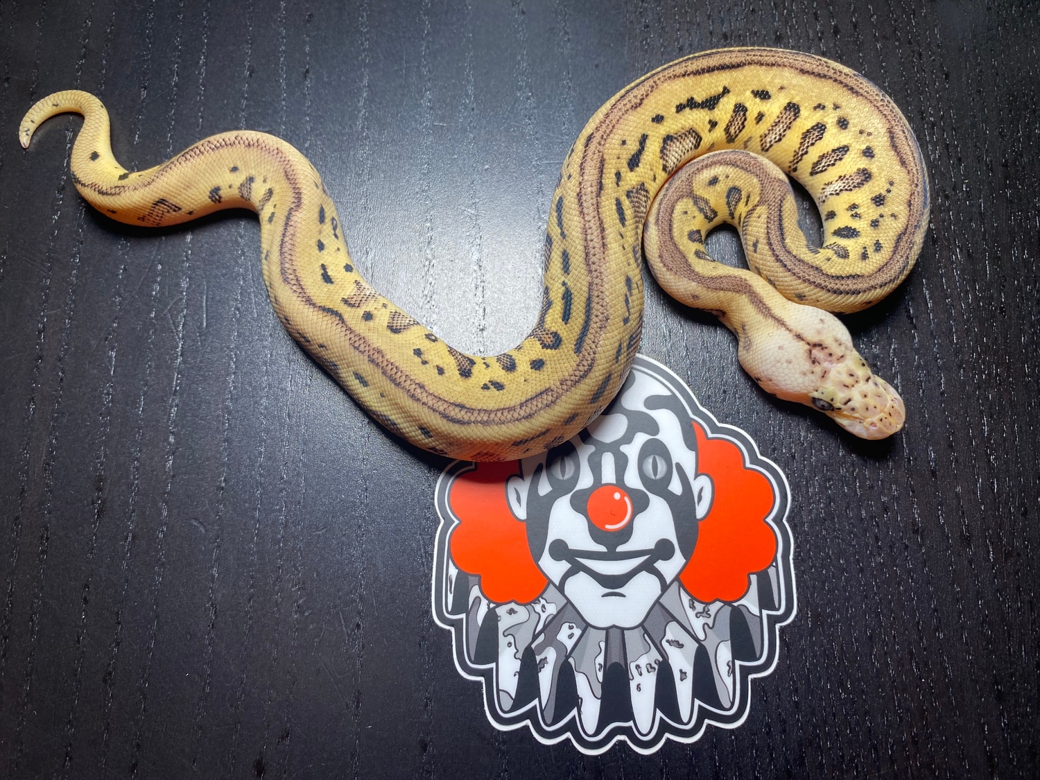 Pastel Batman Ball Python by Cold Blooded Clowns - MorphMarket