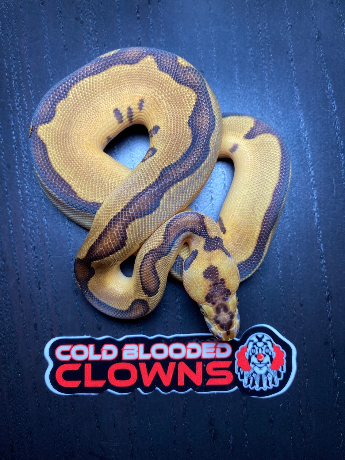 Orange Dream Enchi Leopard Clown Ball Python by Cold Blooded Clowns ...