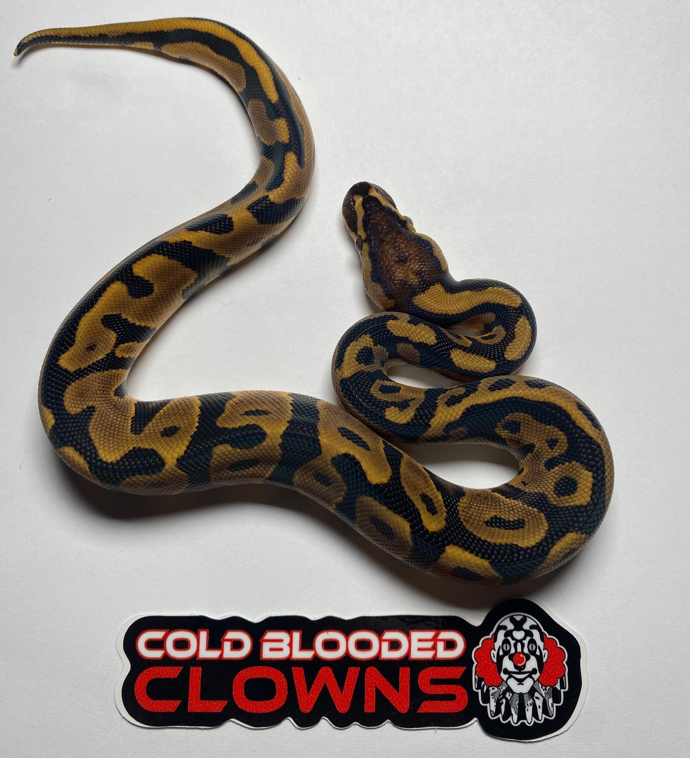 Leopard Het Clown Ball Python by Cold Blooded Clowns - MorphMarket