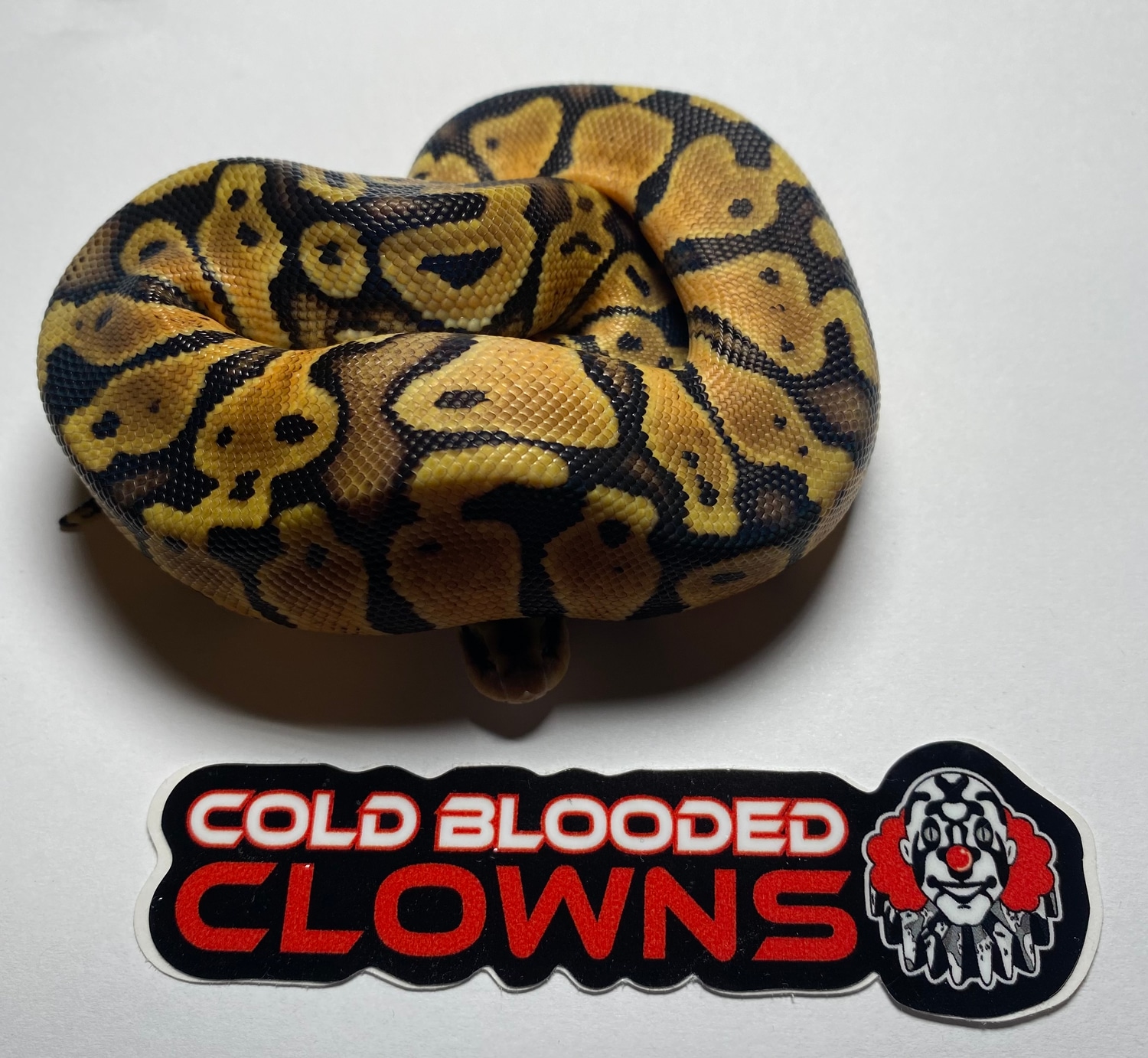 Pastel Het Clown Ball Python by Cold Blooded Clowns - MorphMarket