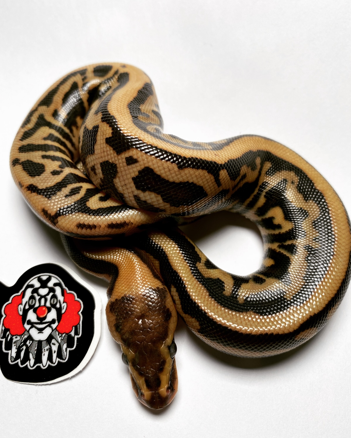 Wookie Spotnose Leopard Het Clown Ball Python by Cold Blooded Clowns ...