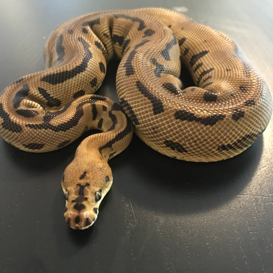 Batman Ball Python by Cold Blooded Clowns