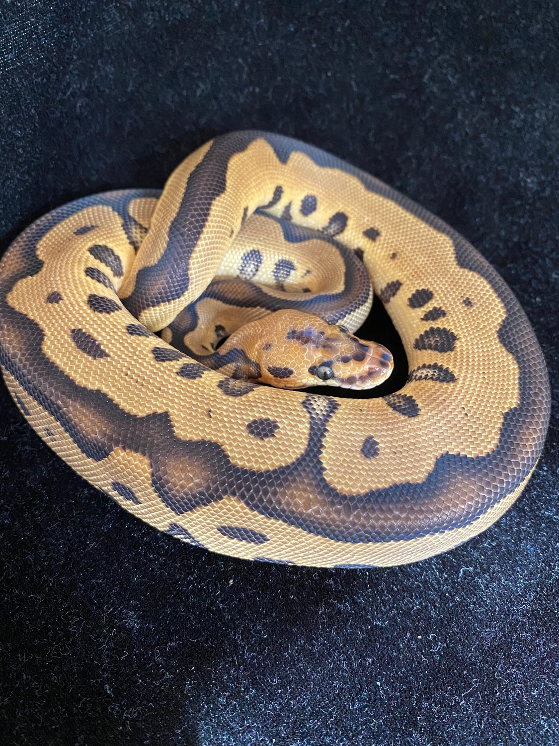 Orange Dream Leopard Clown Ball Python by Cold Blooded Clowns - MorphMarket