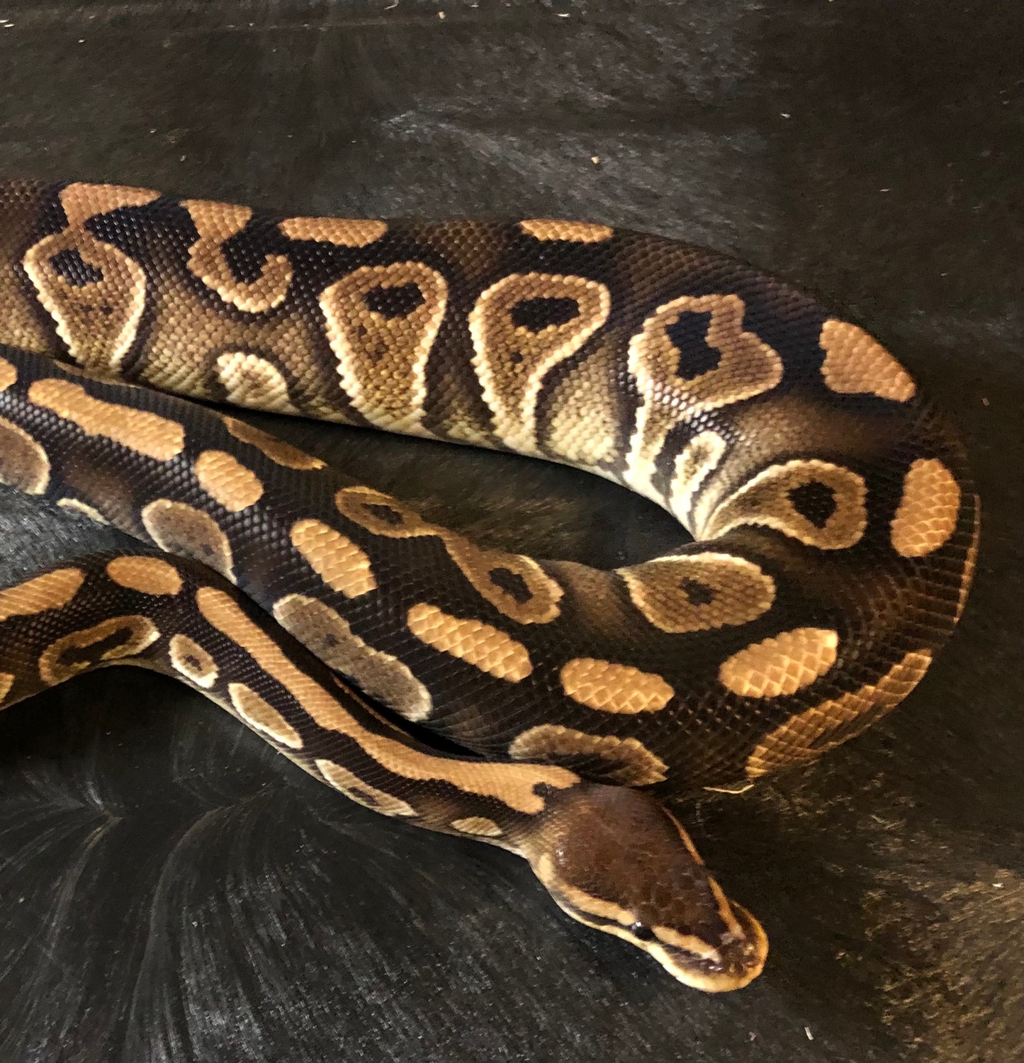 Wookie 100% Het Clown Ball Python by Cold Blooded Clowns - MorphMarket