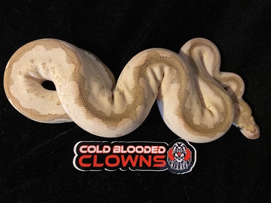 Bamboo Clown Ball Python by Cold Blooded Clowns