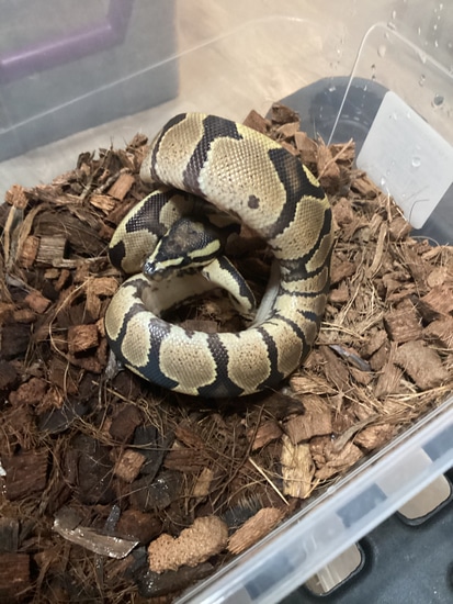 Vanilla Het Clown Ball Python by Cold Blooded Scales