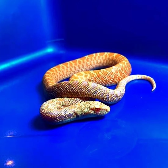 Trumbower Hybino (Hypo/Albino) Bullsnake by Cold Blood Creations ...