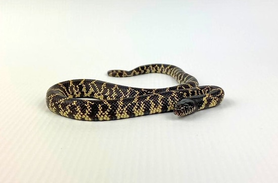 Female Desert King 100% Het Albino And Patternless Desert Kingsnake by ...