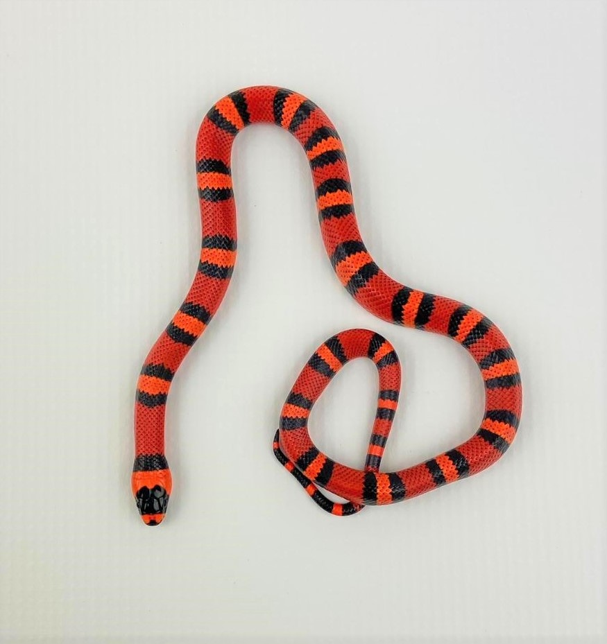 Tricolor Double Het Ghost Honduran Milk Snake by Cold Blood Creations ...