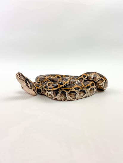 Normal Het Albino And Granite Burmese Python by Cold Blood Creations