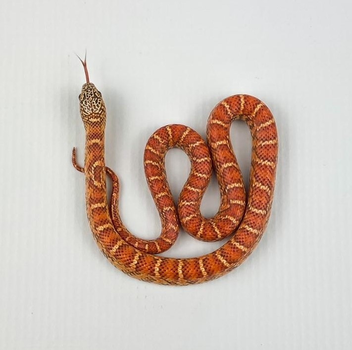 Flame Florida Kingsnake by Cold Blood Creations - MorphMarket