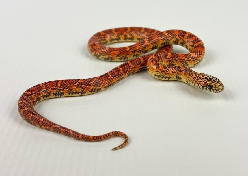 Flame Florida Kingsnake by Cold Blood Creations - MorphMarket