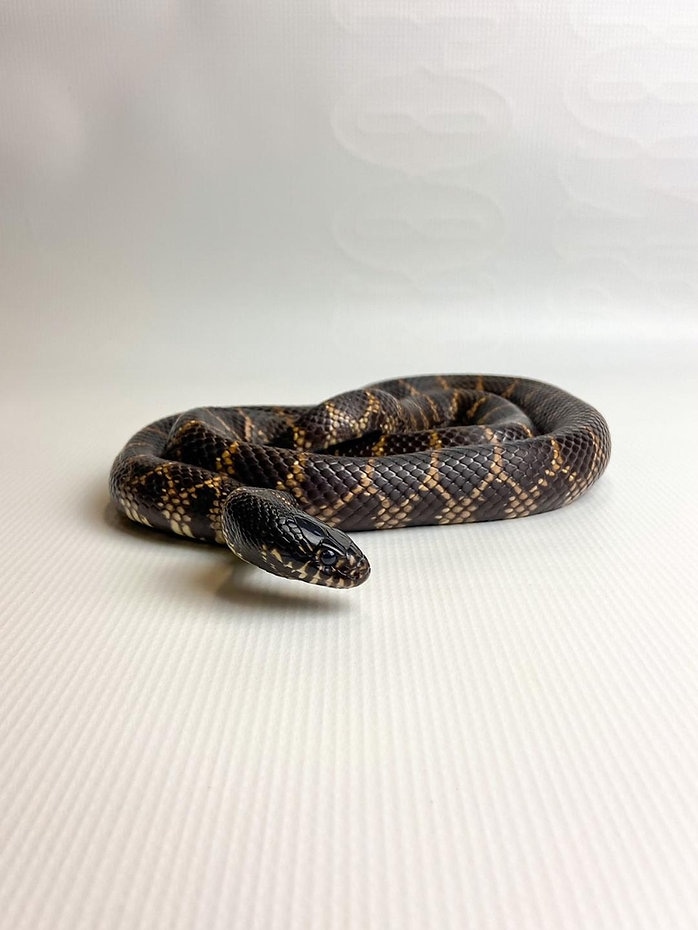 Adult Het Albino/patternless Desert Kingsnake by Cold Blood Creations ...