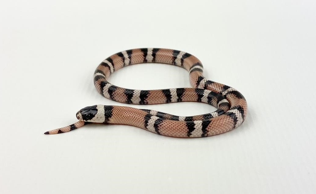 Anery Honduran Milk Snake by Cold Blood Creations - MorphMarket