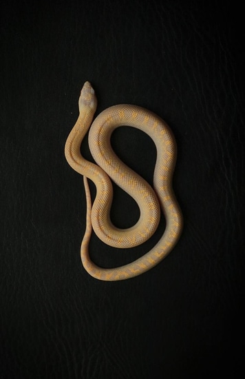 Albino, Hypo, Whiteside Yellow Bull Snake Bullsnake by Cold Blood Creations