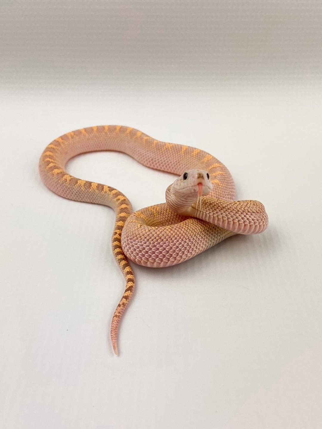 Hypo Whiteside Het Albino Bullsnake by Cold Blood Creations - MorphMarket