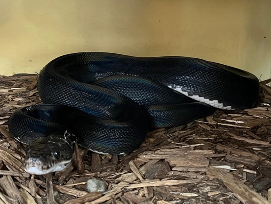 Golden Child Piebald Het Albino Reticulated Python by Cold Blood Creations