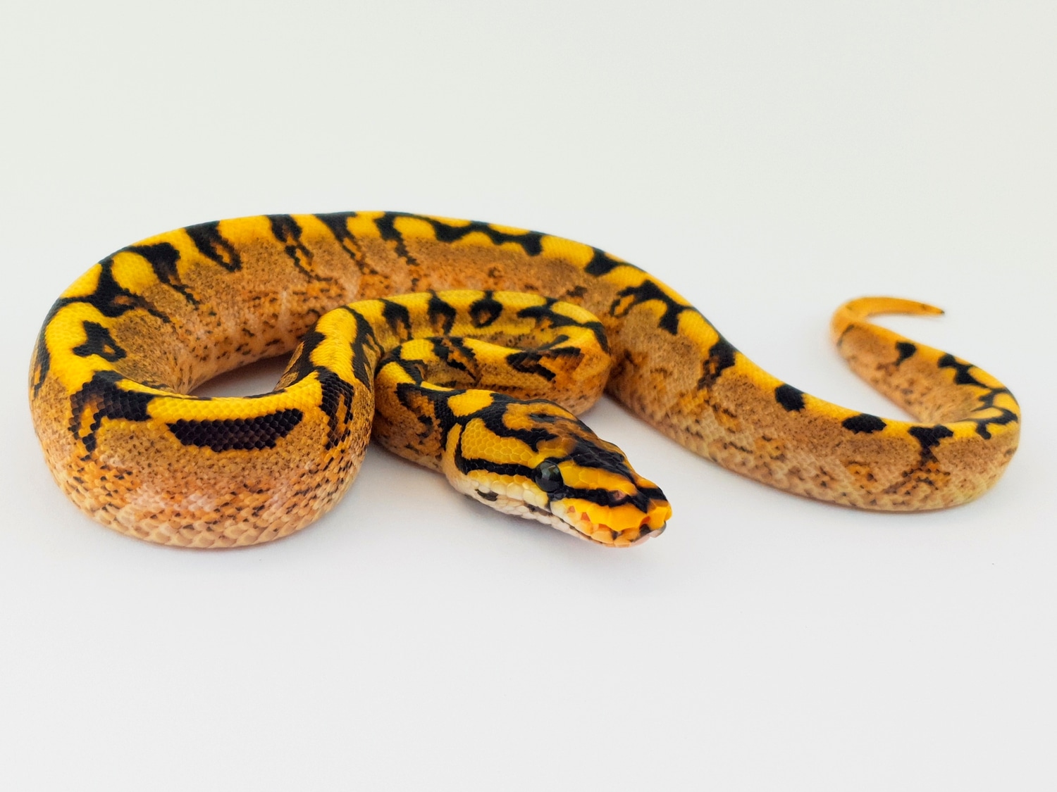 Super Asphalt Stinger Bee Ball Python by Cold Blooded Arts - MorphMarket