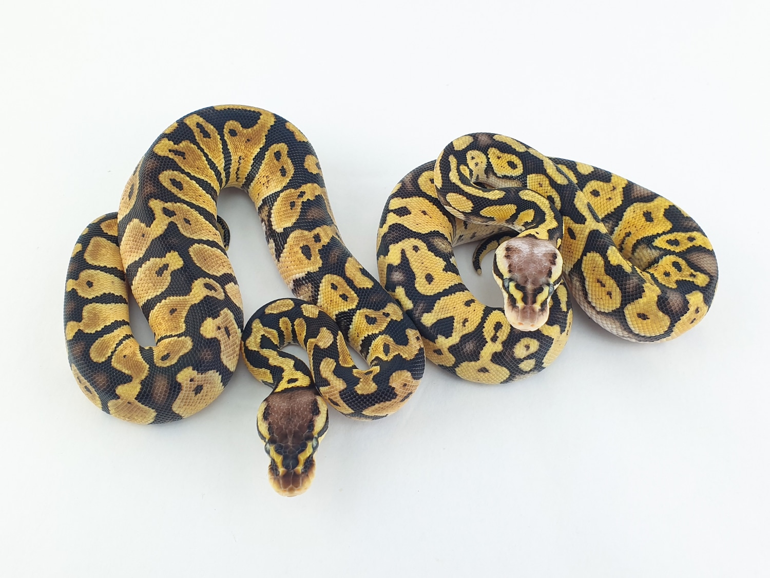 1.1 Super Pastel + Pastel 100% Double Het Clown/Axanthic VPI Ball ...