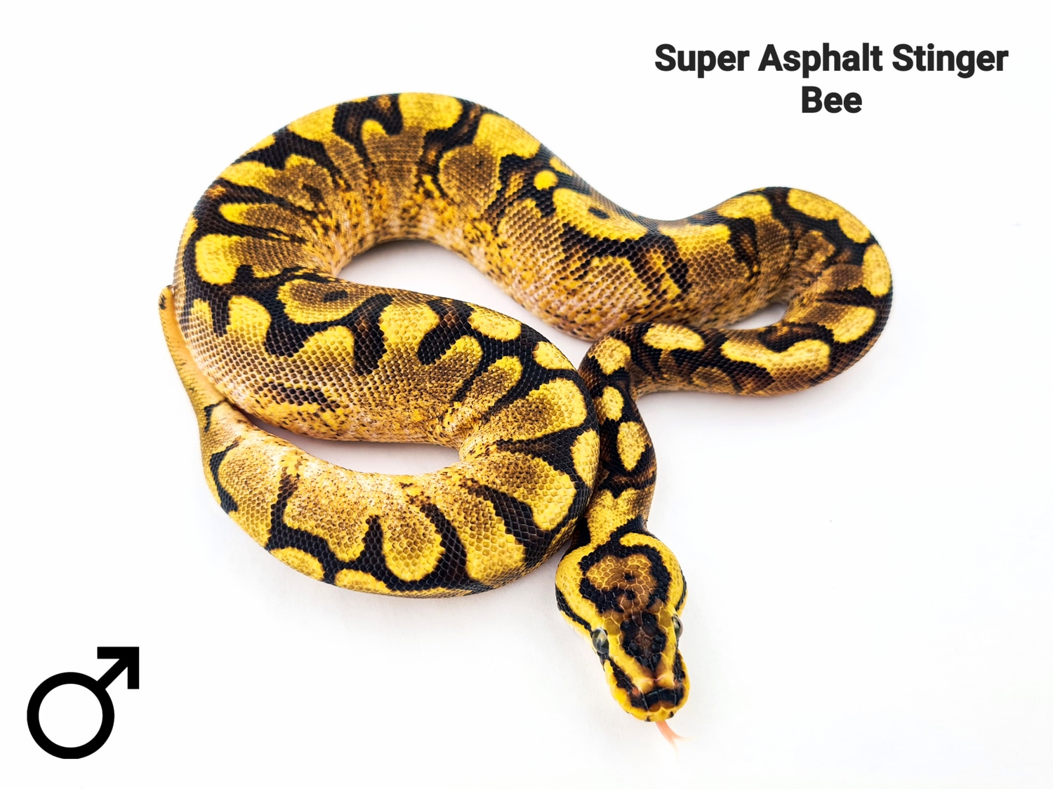 Super Asphalt Stinger Bee Ball Python by Cold Blooded Arts - MorphMarket