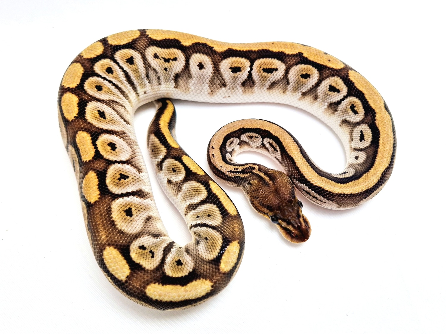 Bongo Hidden Gene Woma Granite 66% Het Clown Ball Python by Cold ...
