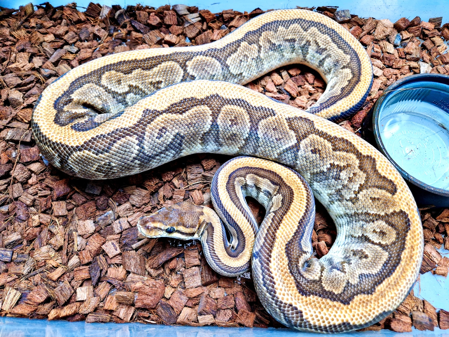 Phantom Pinstripe YB Breeder Female Ball Python by Cold Blooded Arts ...