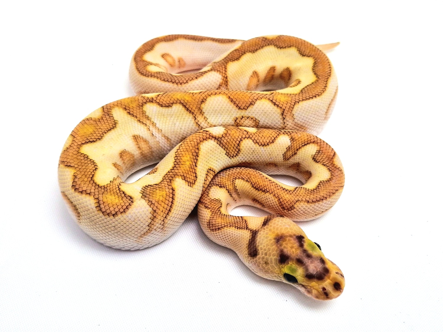 Spotnose Enchi Lesser Red Stripe Pos YB Clown Ball Python by Cold ...