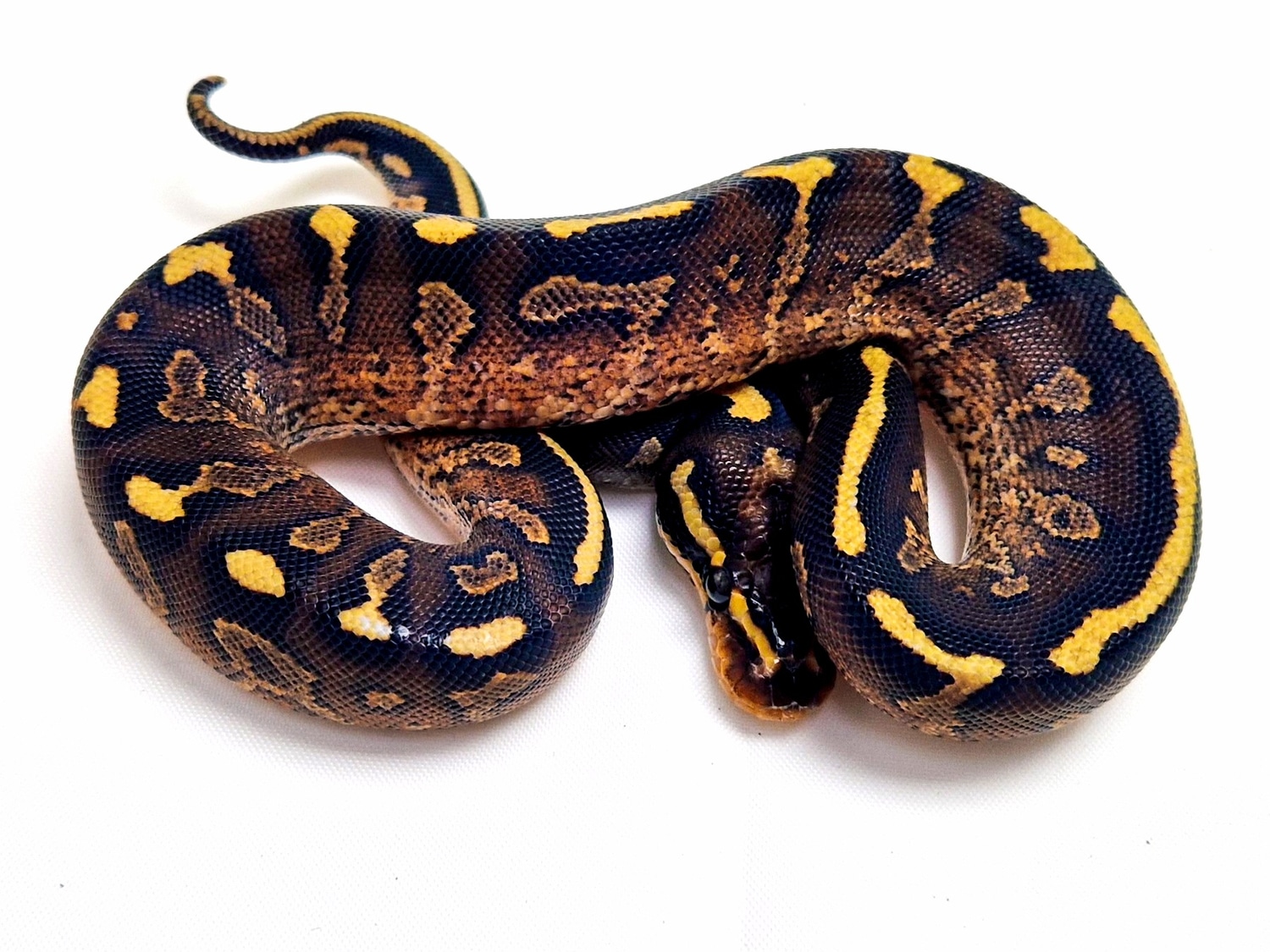 Super Asphalt Ball Python by Cold Blooded Arts - MorphMarket
